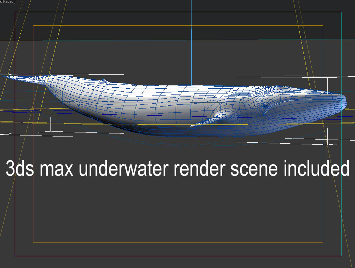 blue whale 3d model