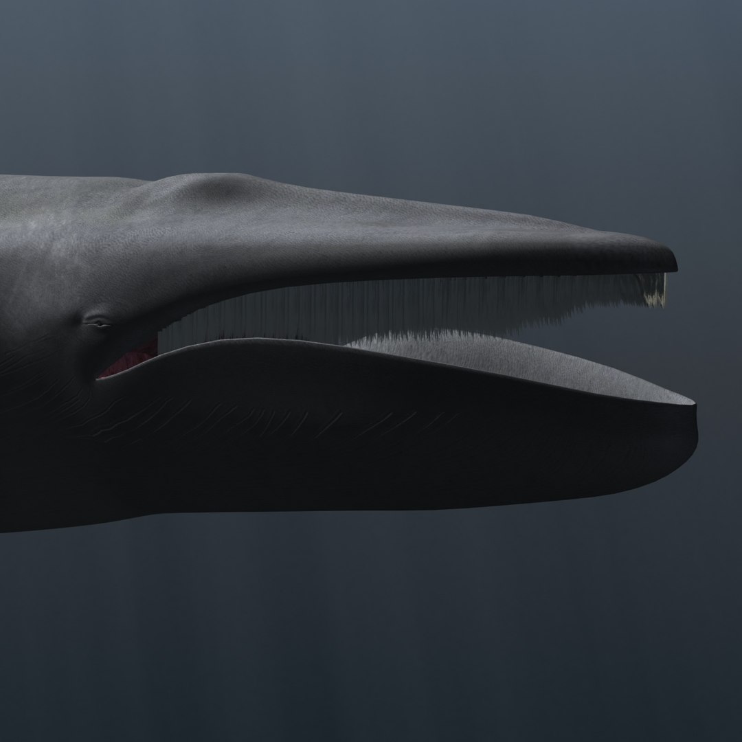 Blue Whale 3d Model