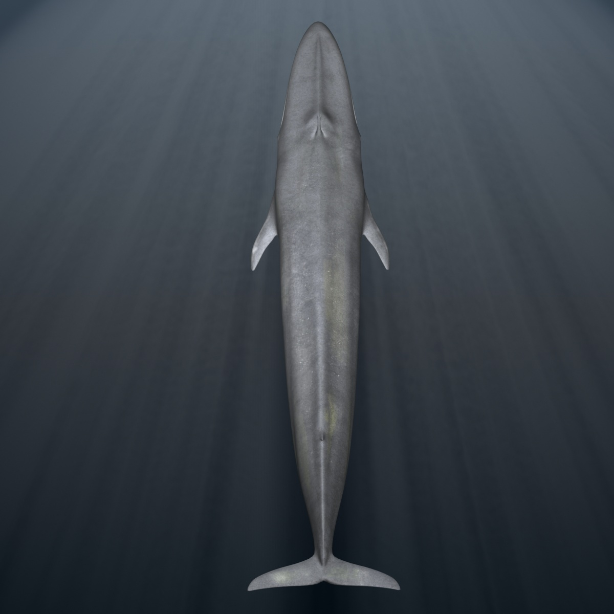 blue whale 3d model