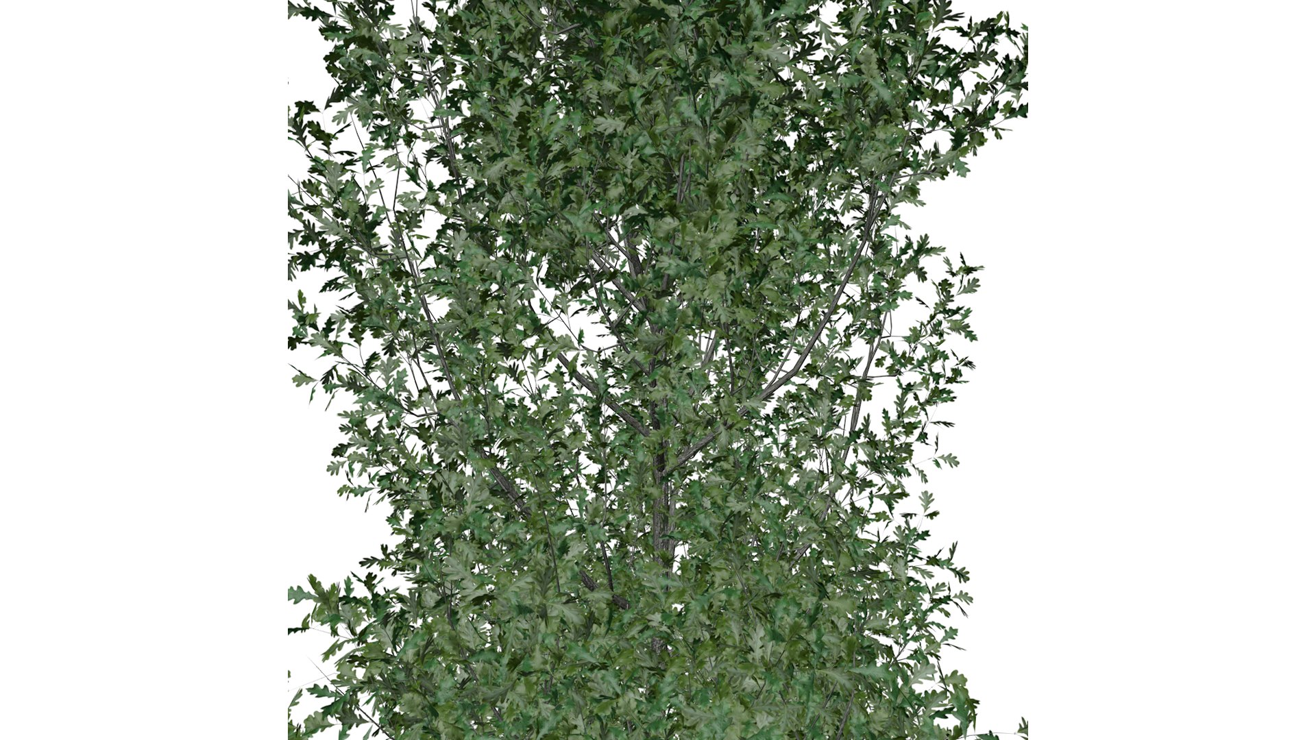 Cypress Oak Tree - 04 - 3D Model - TurboSquid 2375796