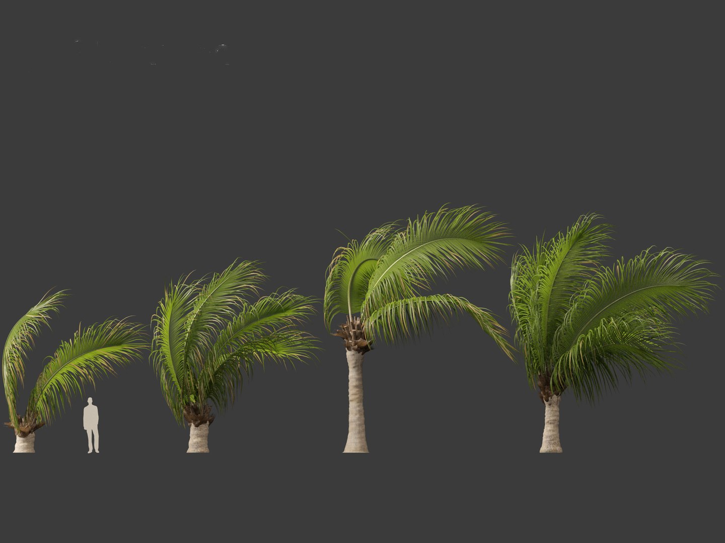 Beccariophoenix alfredii - High plateau coconut palm 04 3D model ...