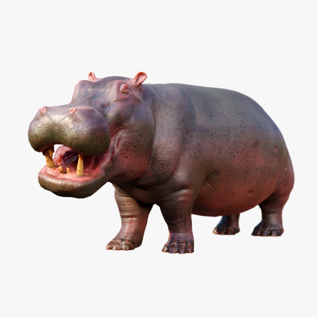 3D Hippo - Rigged Low-poly 3D model - TurboSquid 2070321