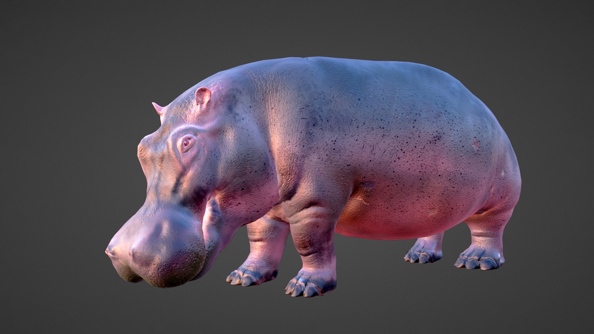 3D Hippo - Rigged Low-poly 3D Model - TurboSquid 2070321