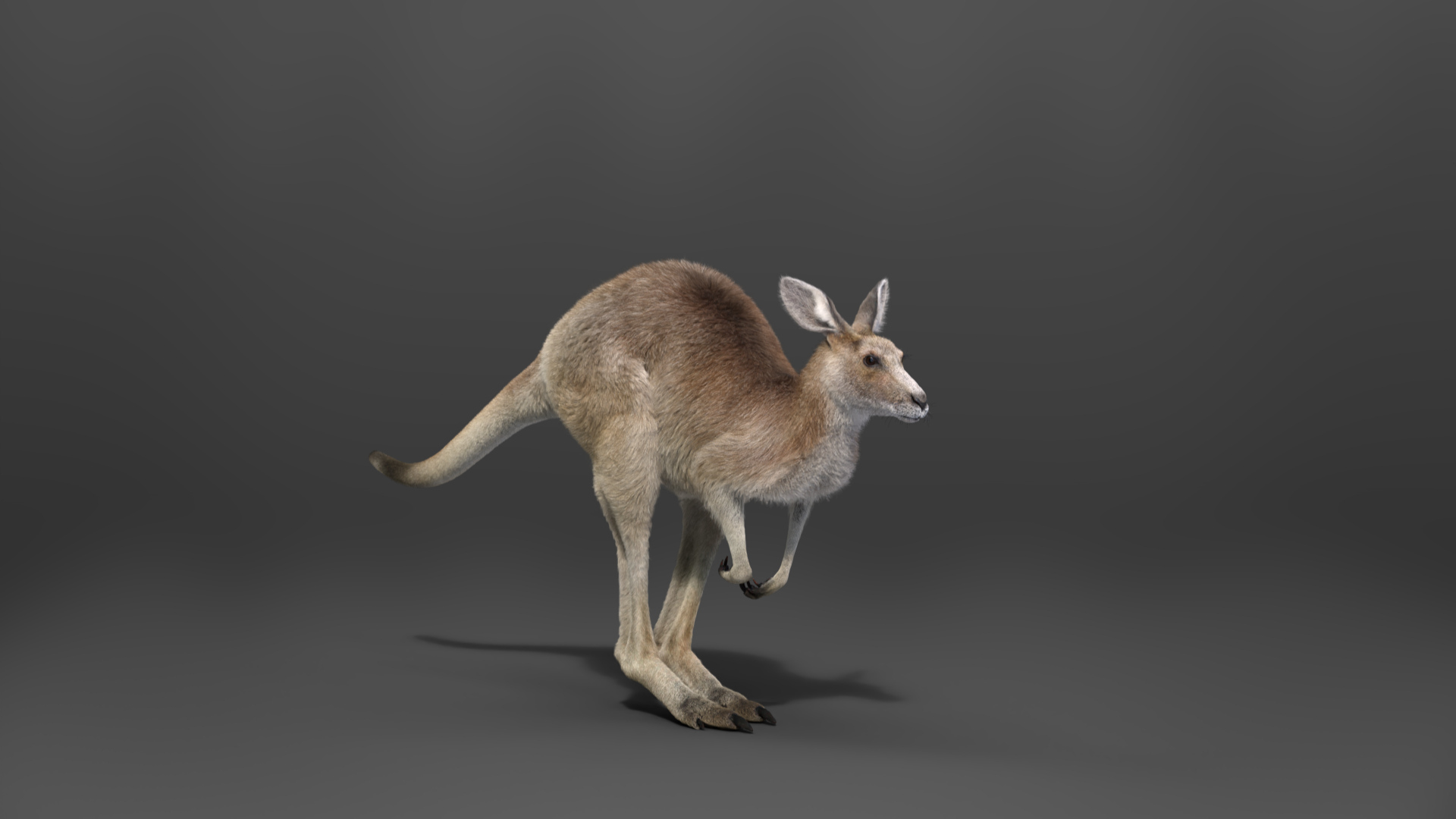 Female Kangaroo Animation model - TurboSquid 2075740