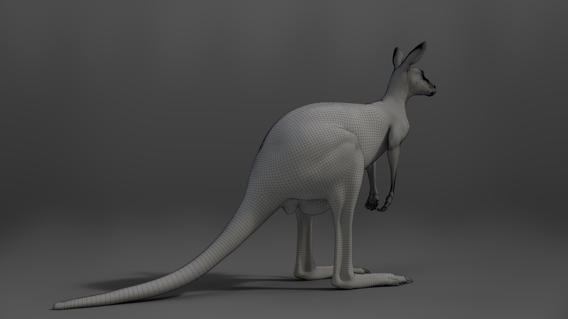 Female Kangaroo Animation model - TurboSquid 2075740