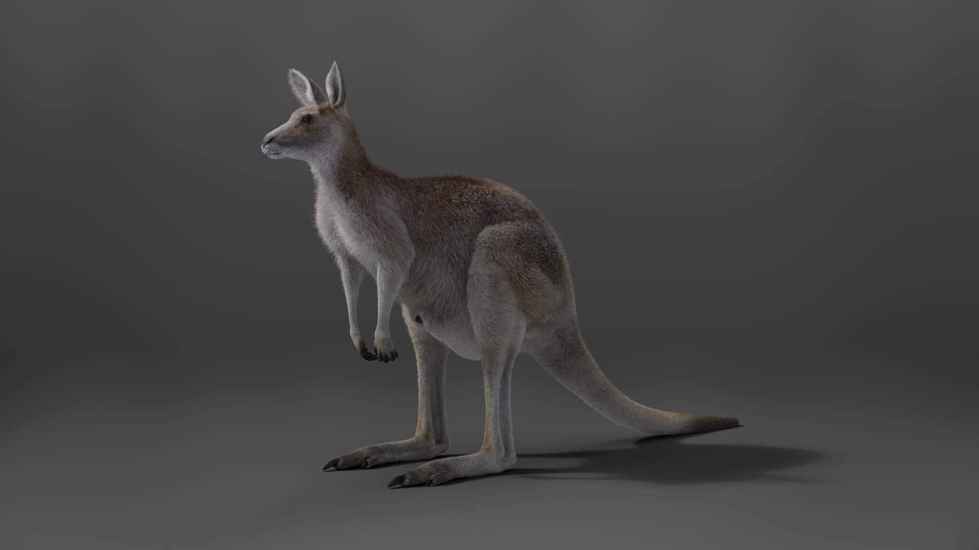 Female Kangaroo Animation model - TurboSquid 2075740