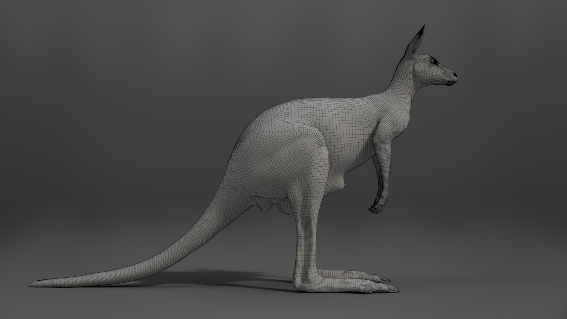 Female Kangaroo Animation model - TurboSquid 2075740
