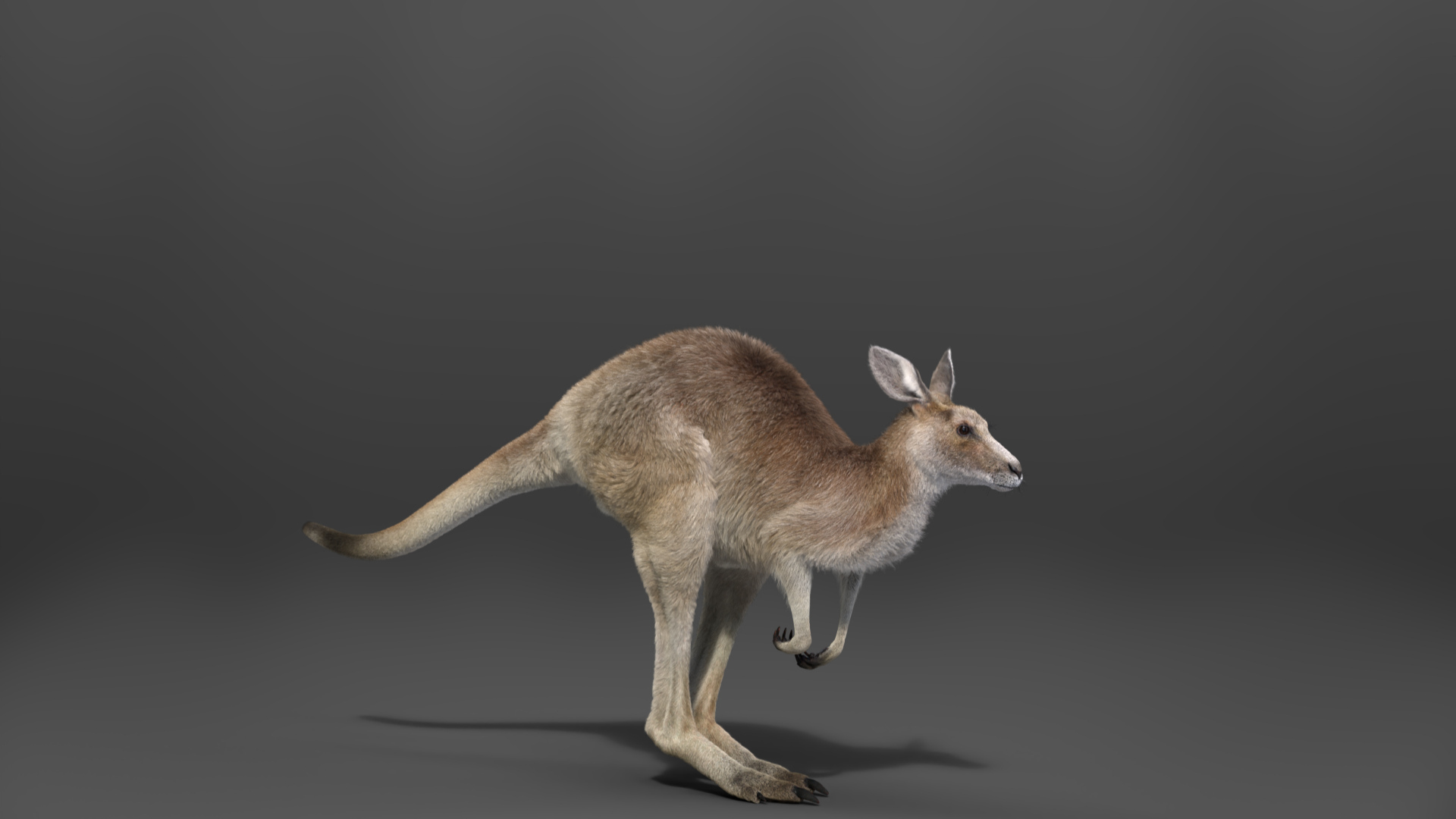 Female Kangaroo Animation model - TurboSquid 2075740