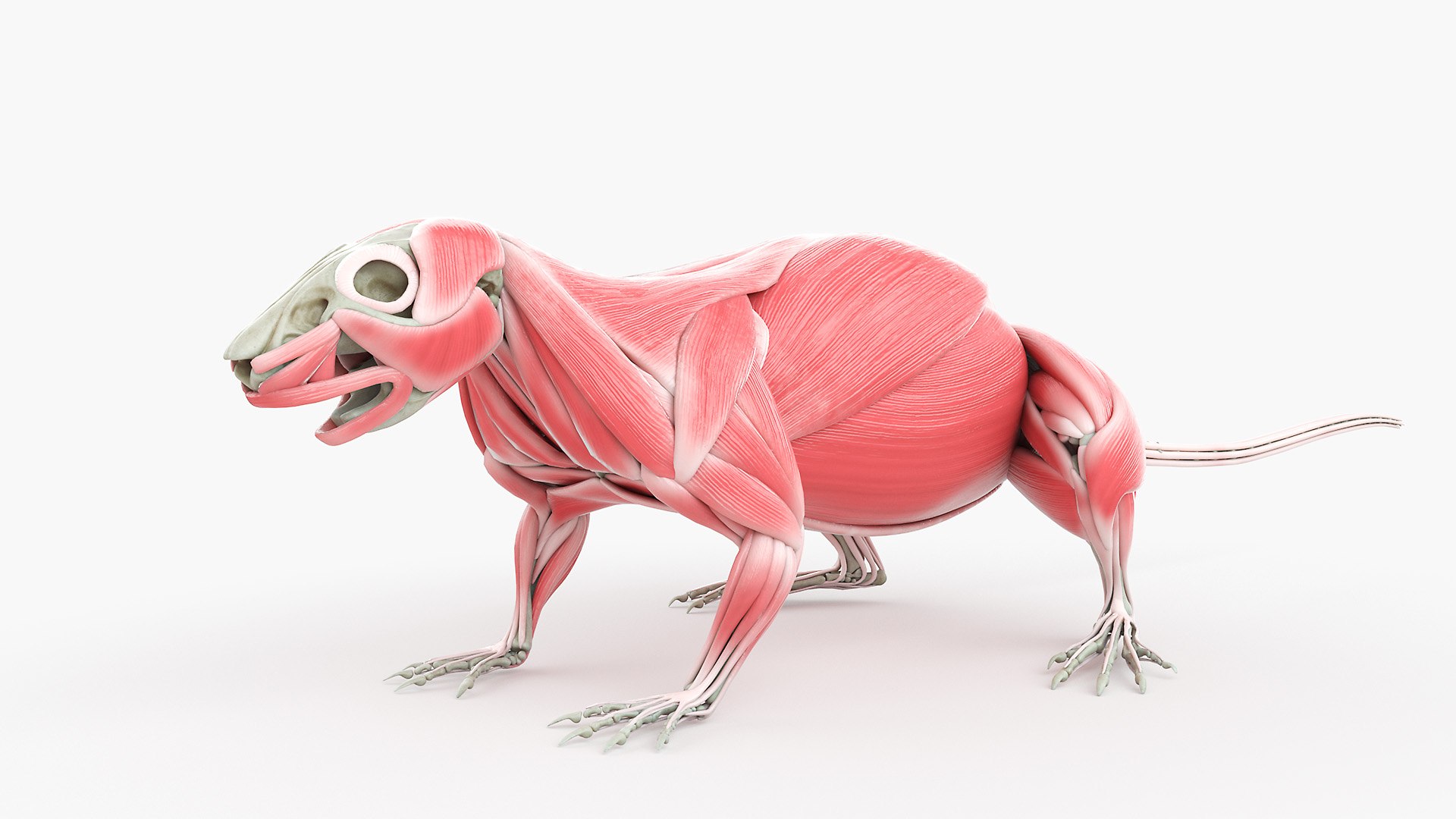 Full Rat Anatomy Static 3D model - TurboSquid 1886785