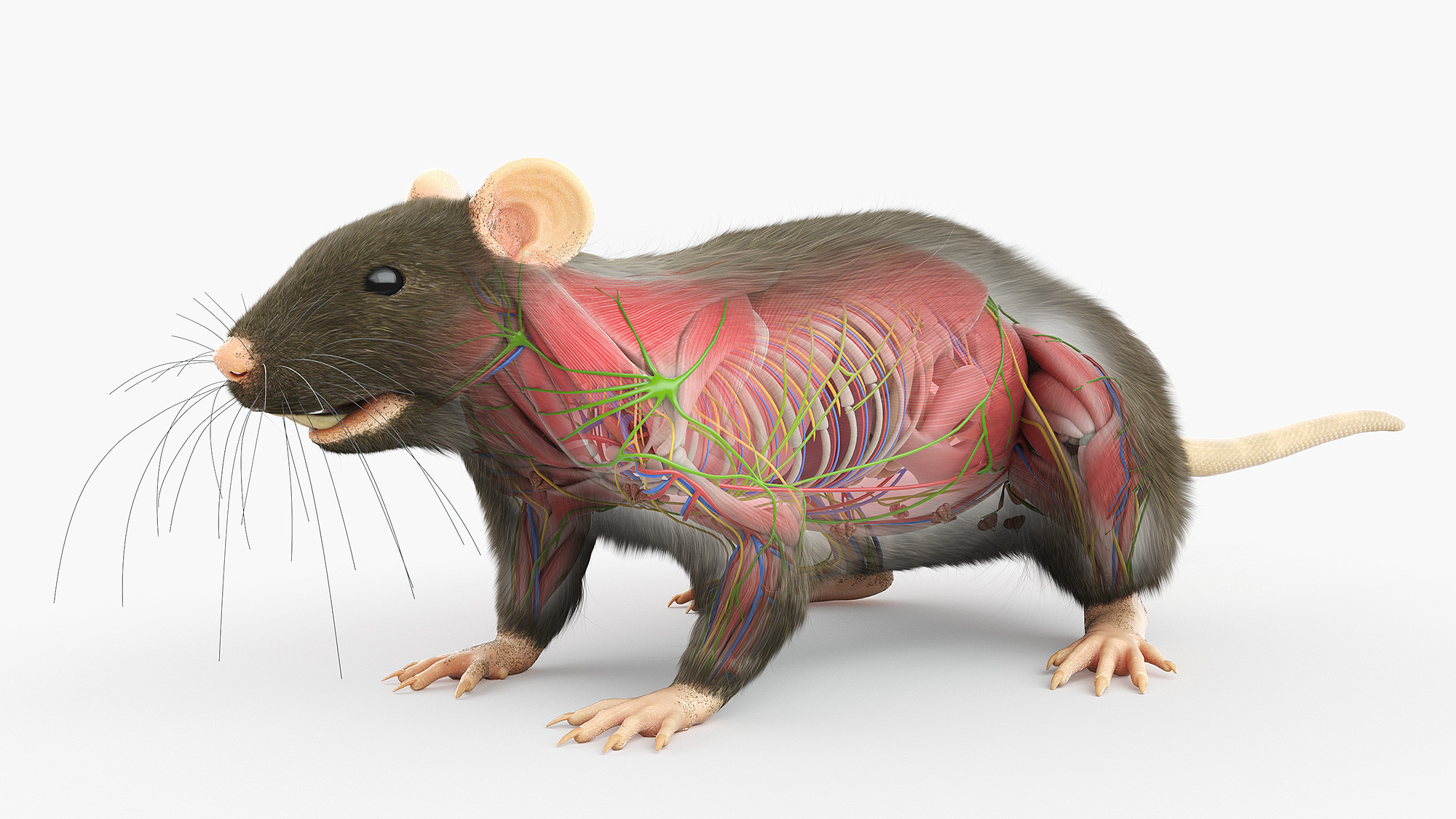 modelo 3d Anatomía completa de la rata estática - TurboSquid 1886785
