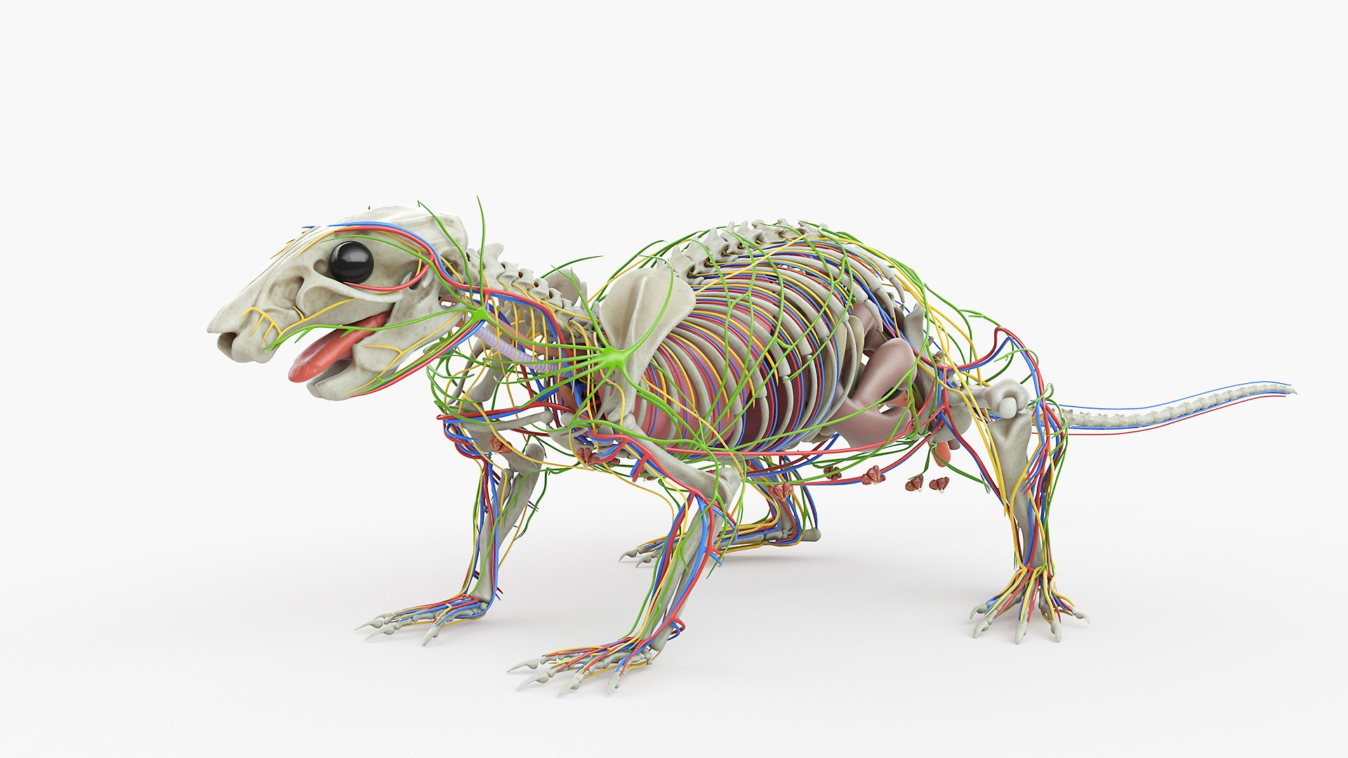 Full Rat Anatomy Static 3D model - TurboSquid 1886785