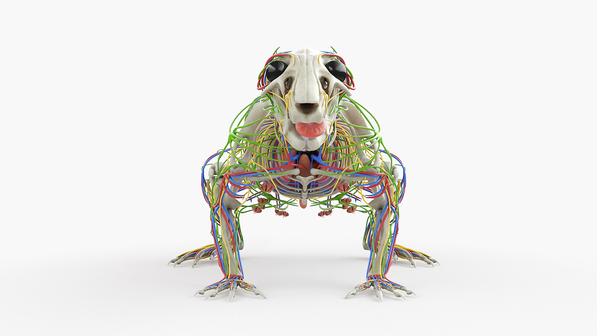 Full Rat Anatomy Static 3D model - TurboSquid 1886785
