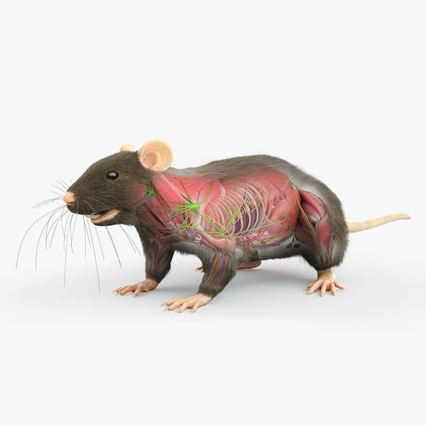 Rat Body Skeleton and Organs Static 3D model - TurboSquid 1892122