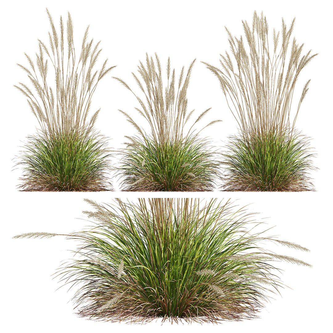 HQ Plants Calamagrostis Acutiflora Karl Foerster 3D Model - TurboSquid ...