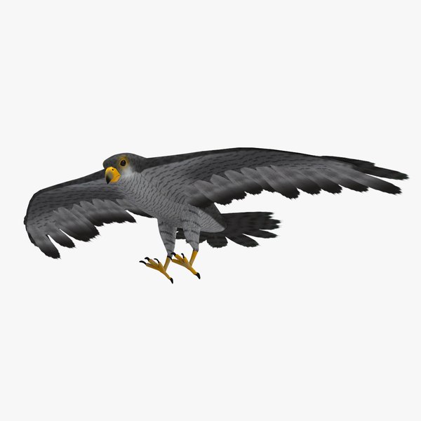 3D Falcon Models | TurboSquid
