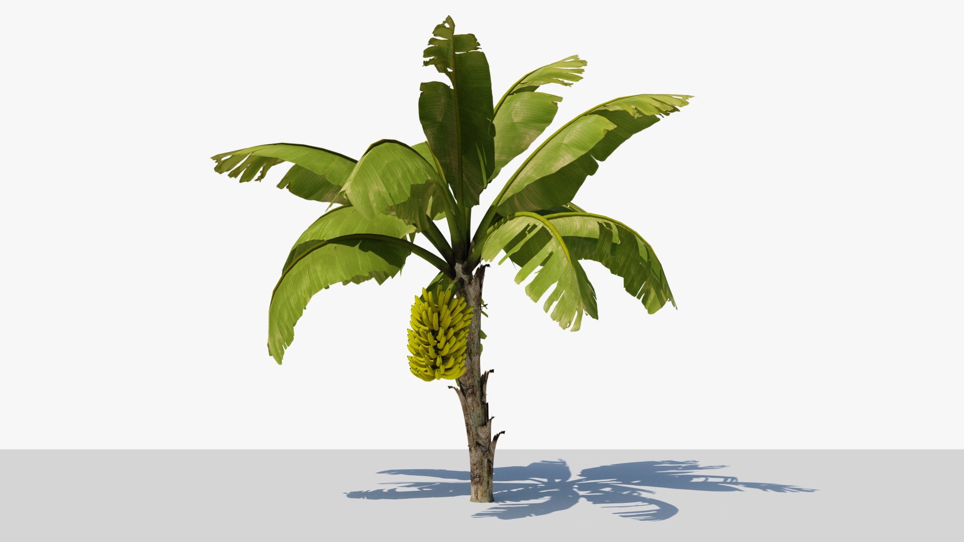 Banana Tree With Banana Fruits 3D - TurboSquid 2031586