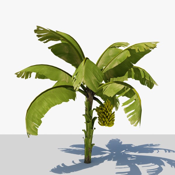 Banana Tree With Banana Fruits 3D - TurboSquid 2031586