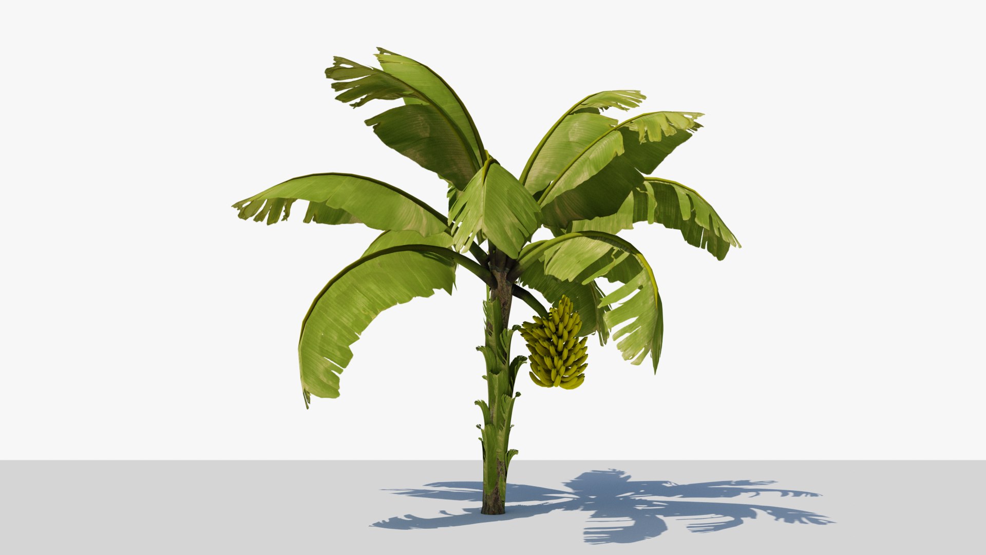 Banana Tree With Banana Fruits 3D - TurboSquid 2031586