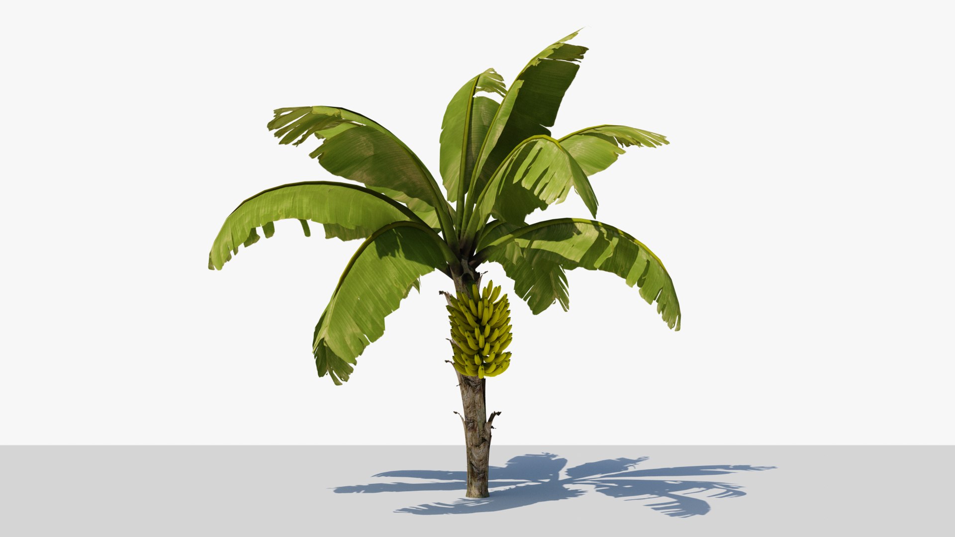 Banana Tree With Banana Fruits 3D - TurboSquid 2031586