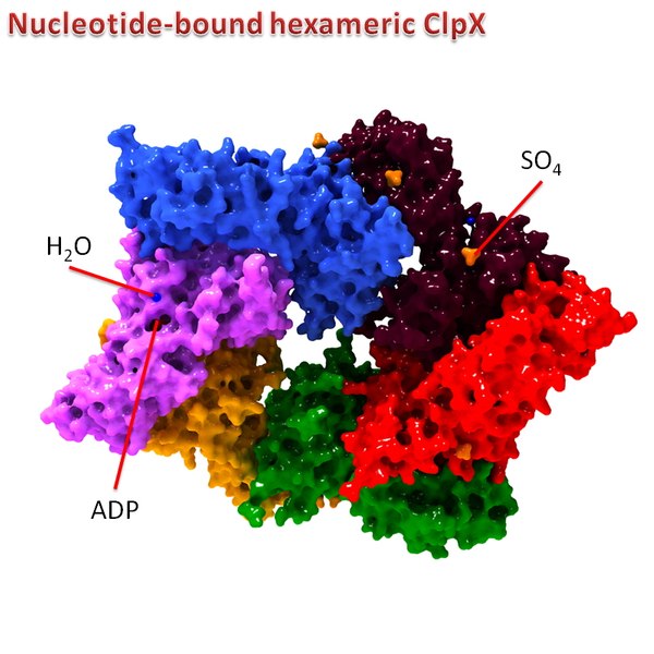 3d model 20 proteins