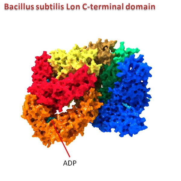 3d model 20 proteins