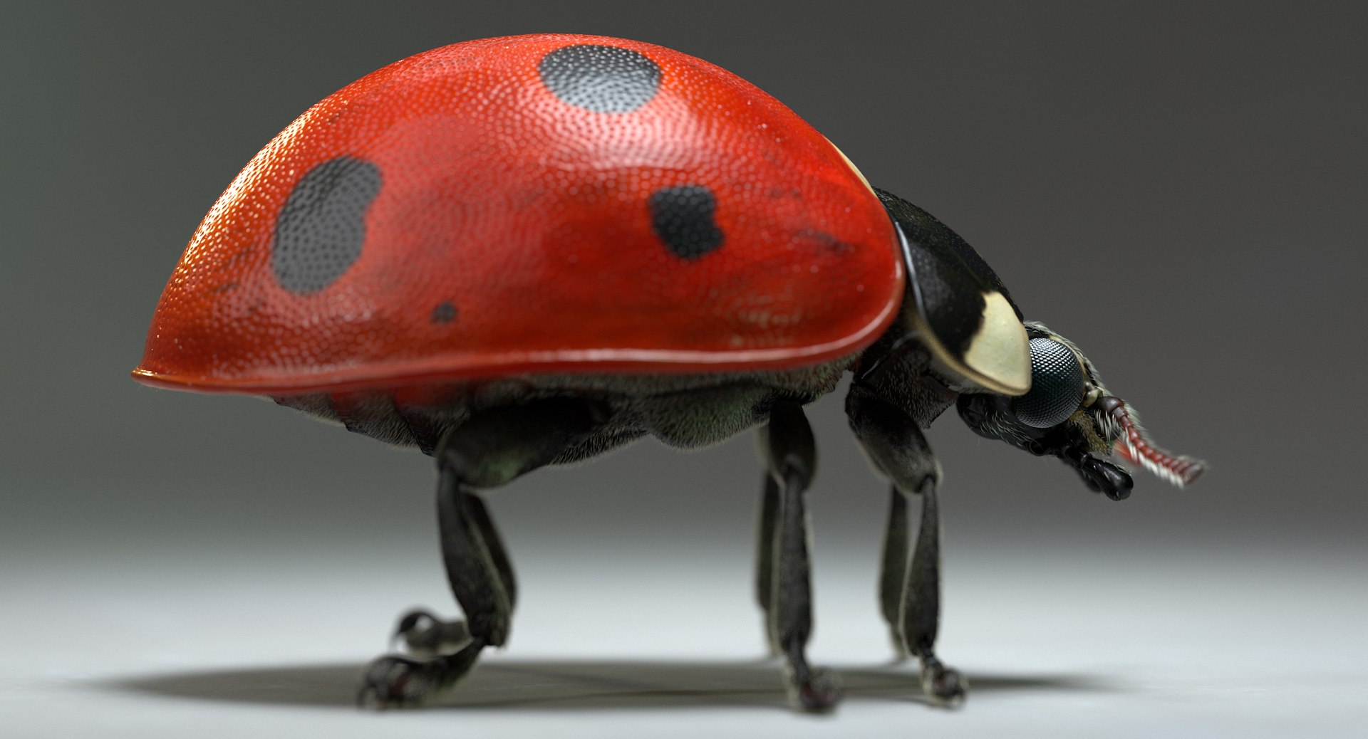 Ladybug fur ornatrix 2 3D model - TurboSquid 1186265