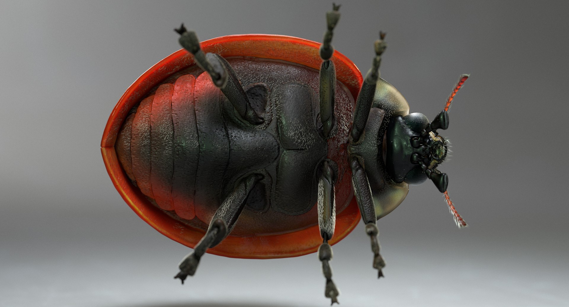 Ladybug fur ornatrix 2 3D model - TurboSquid 1186265