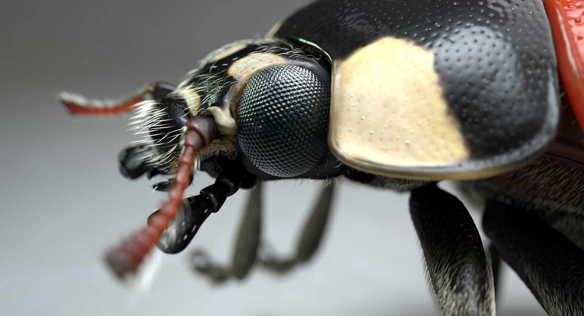 Ladybug fur ornatrix 2 3D model - TurboSquid 1186265