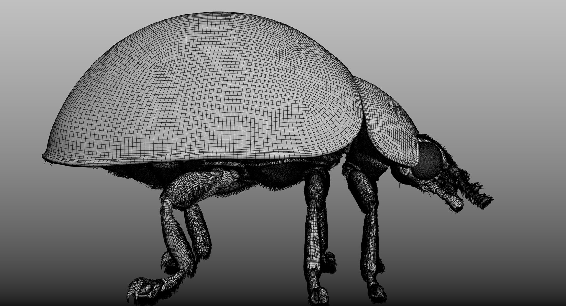 Ladybug Fur Ornatrix 2 3D Model - TurboSquid 1186265
