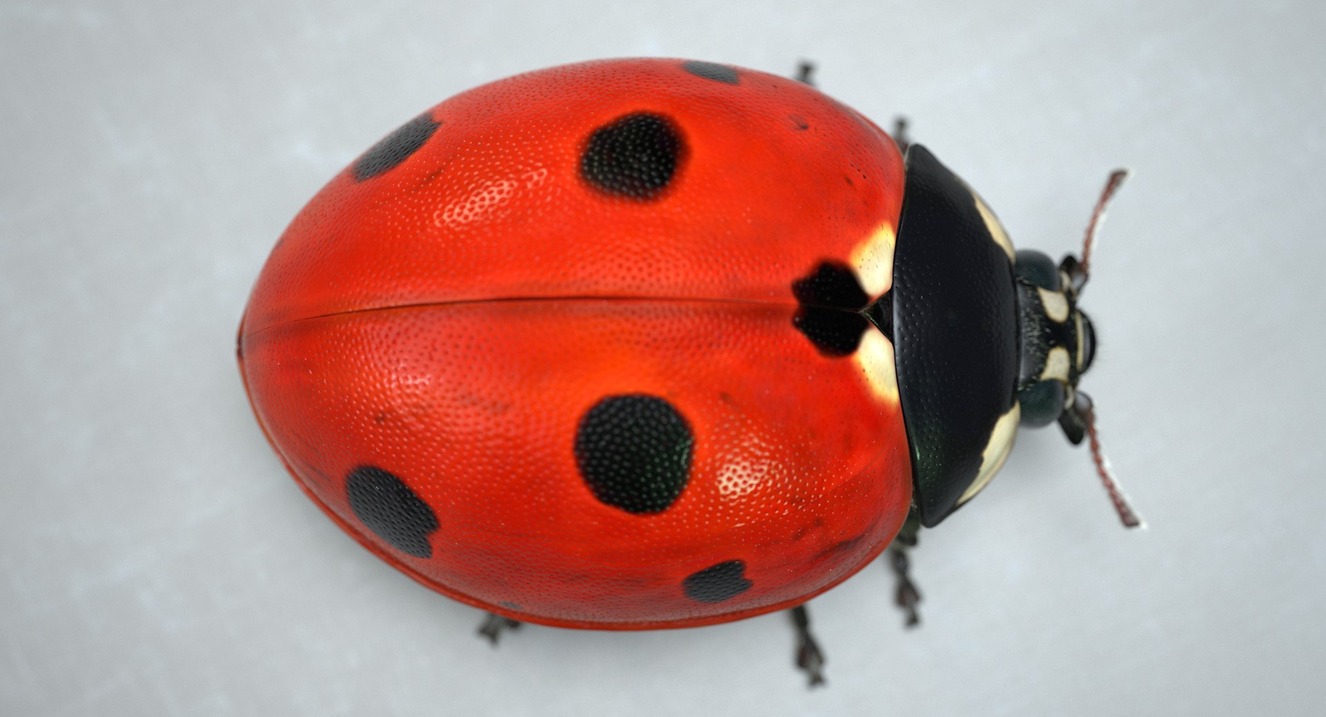 Ladybug fur ornatrix 2 3D model - TurboSquid 1186265