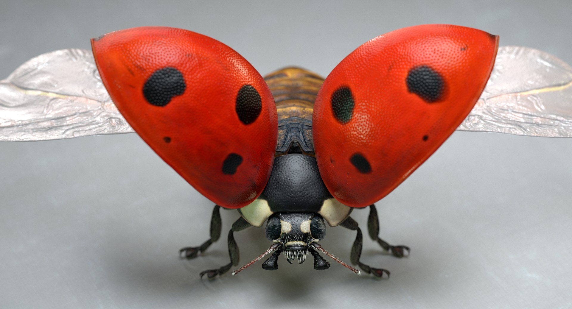 Ladybug fur ornatrix 2 3D model - TurboSquid 1186265