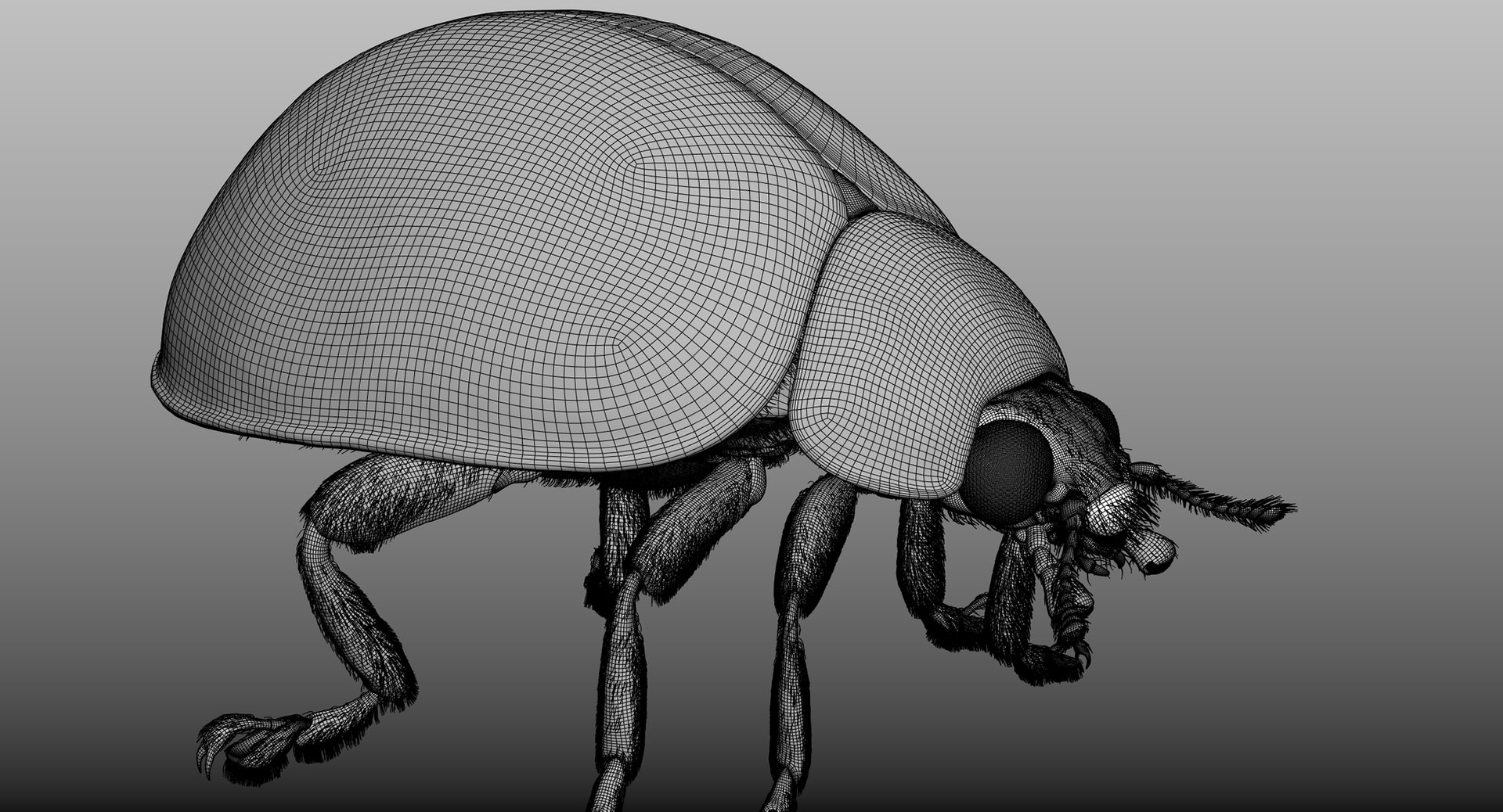 Ladybug fur ornatrix 2 3D model - TurboSquid 1186265