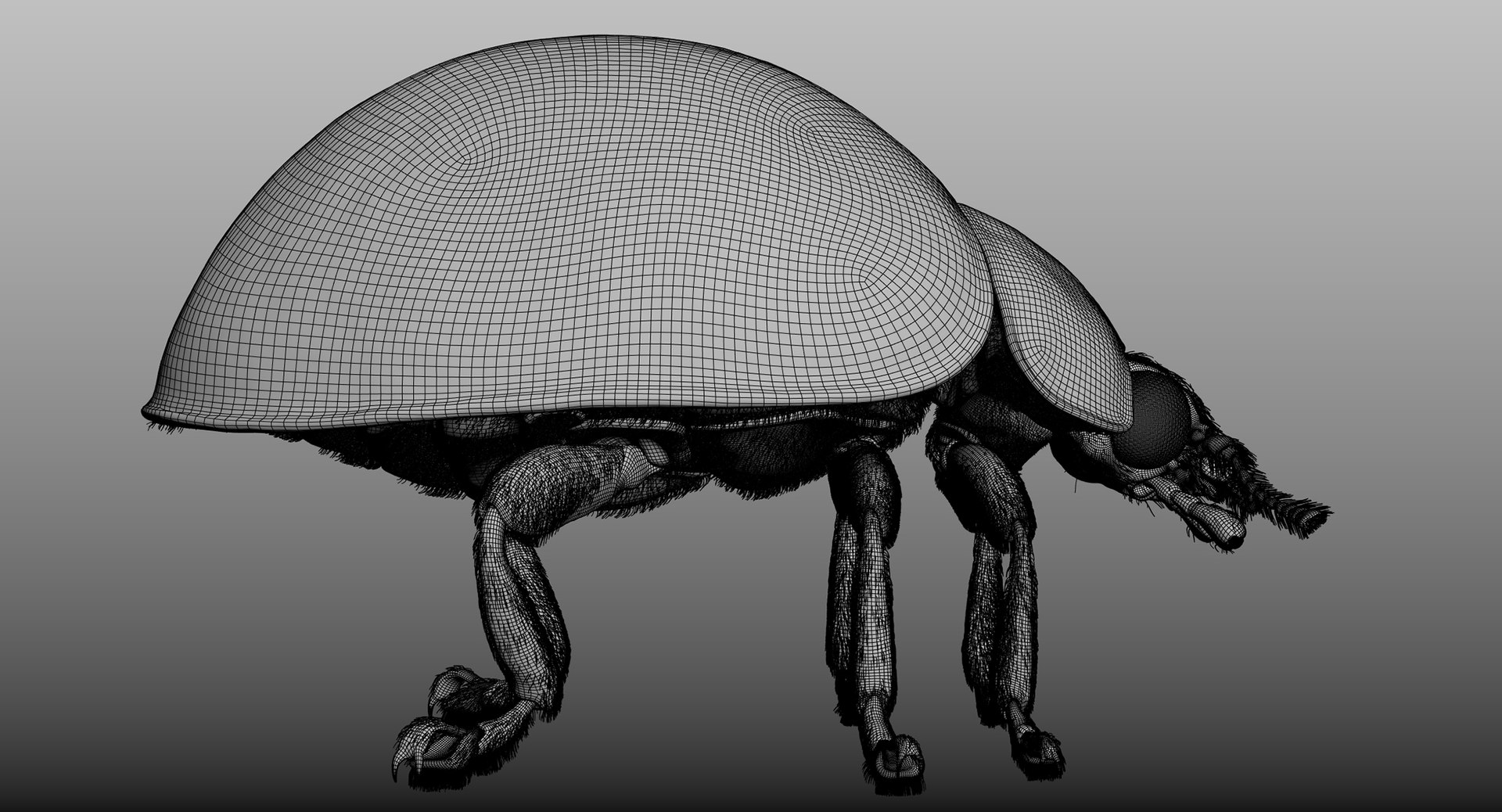 Ladybug Fur Ornatrix 2 3D Model - TurboSquid 1186265