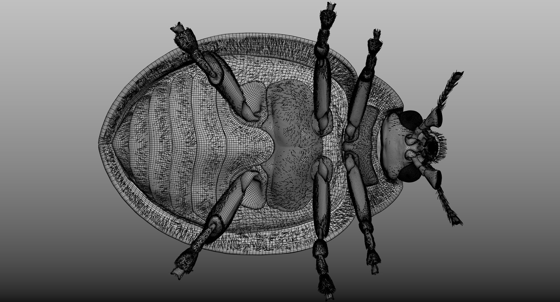 Ladybug Fur Ornatrix 2 3D Model - TurboSquid 1186265