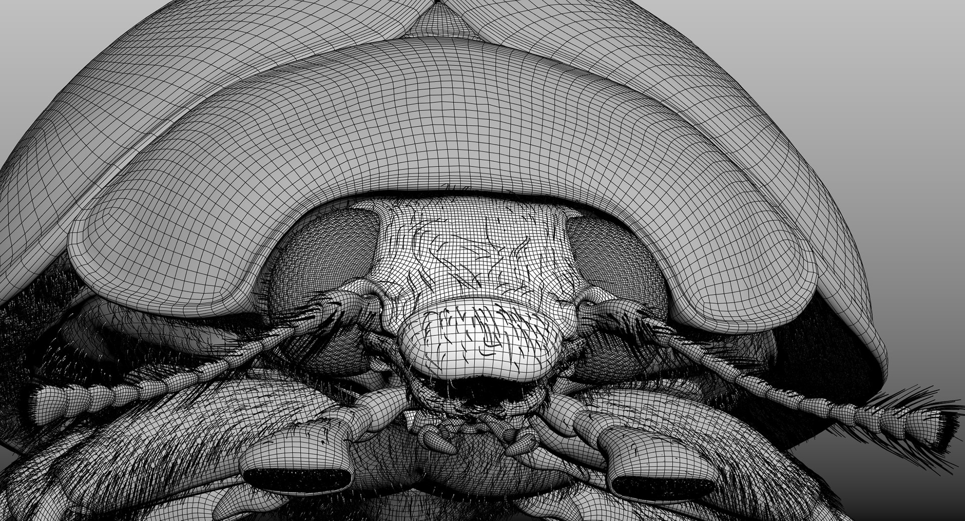 Ladybug Fur Ornatrix 2 3D Model - TurboSquid 1186265