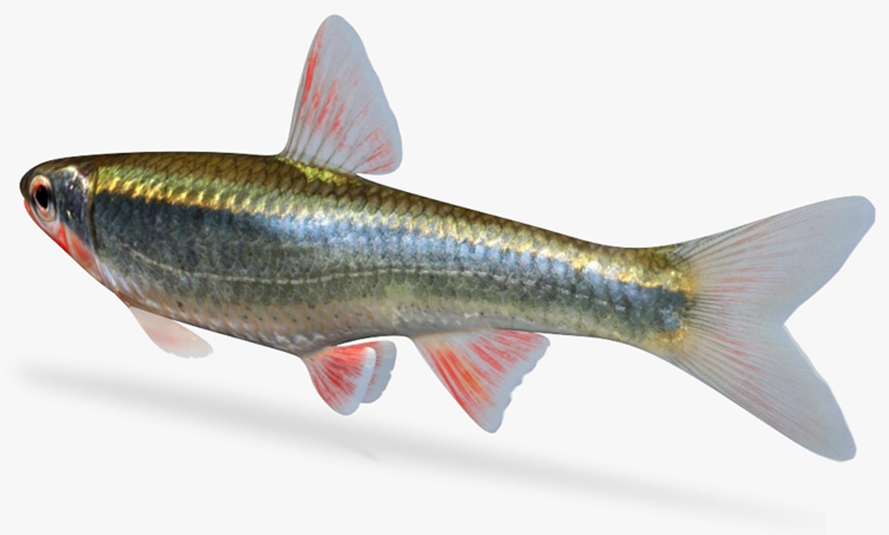 3d Model Luxilus Cardinalis Cardinal Shiner