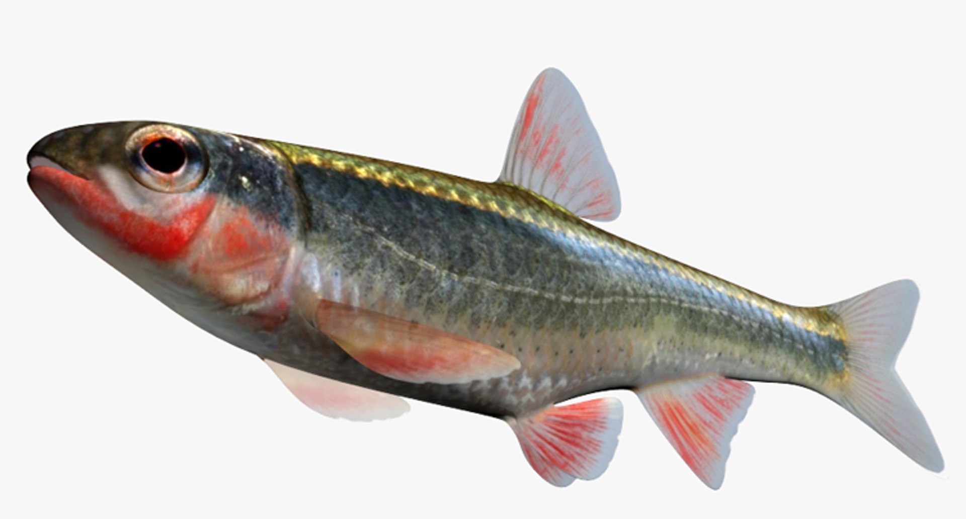 3d Model Luxilus Cardinalis Cardinal Shiner