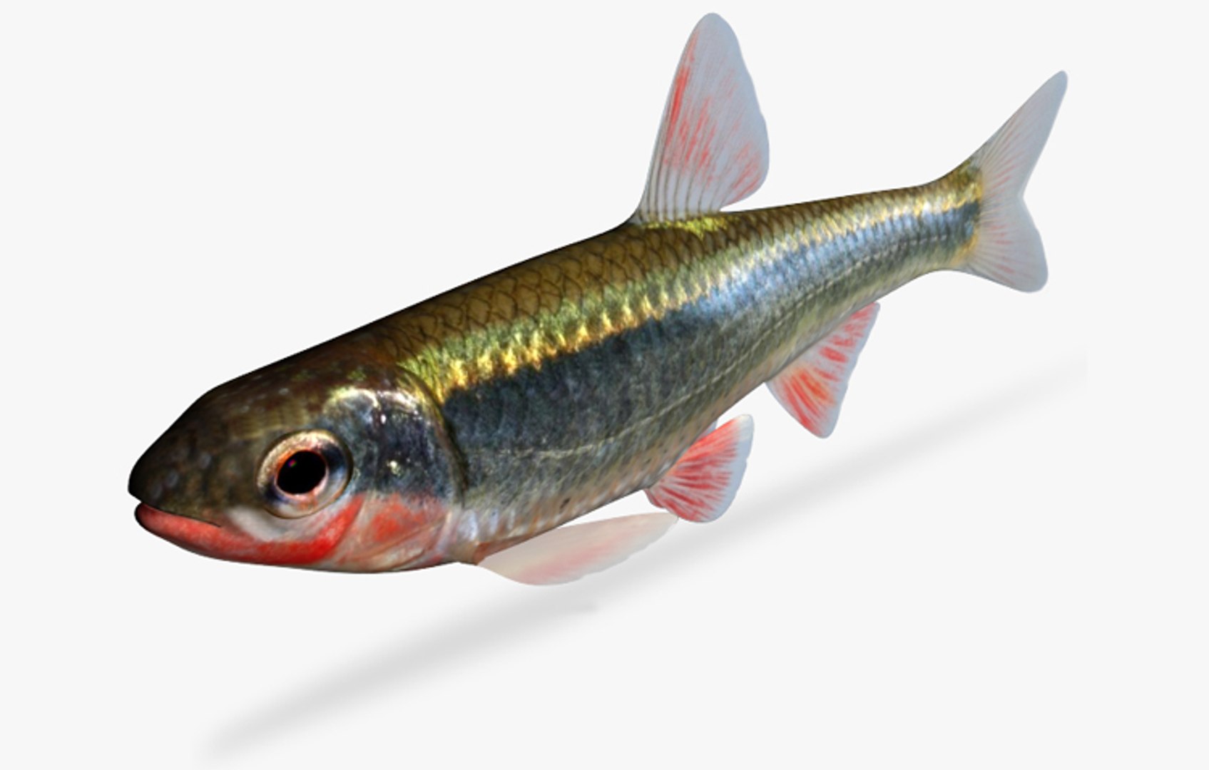 3d Model Luxilus Cardinalis Cardinal Shiner