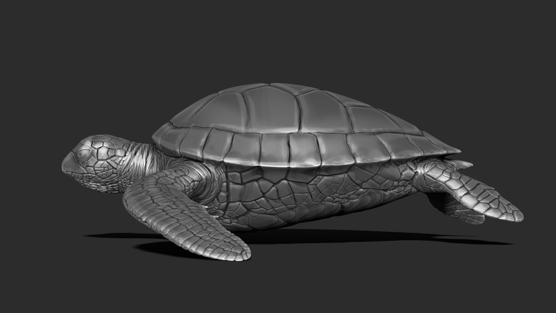 Turtle Print 3D Model - TurboSquid 1946713
