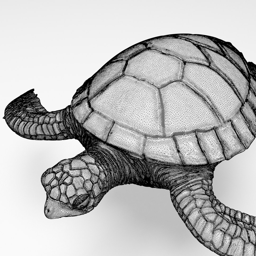 Turtle Print 3D Model - TurboSquid 1946713