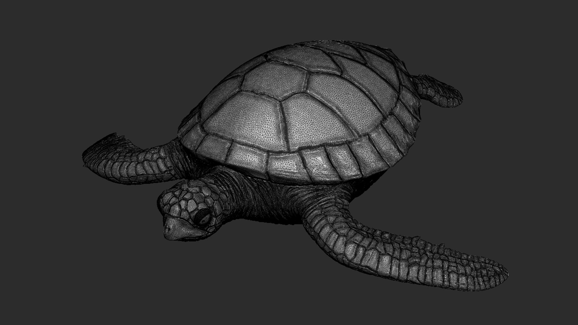 Turtle Print 3D Model - TurboSquid 1946713