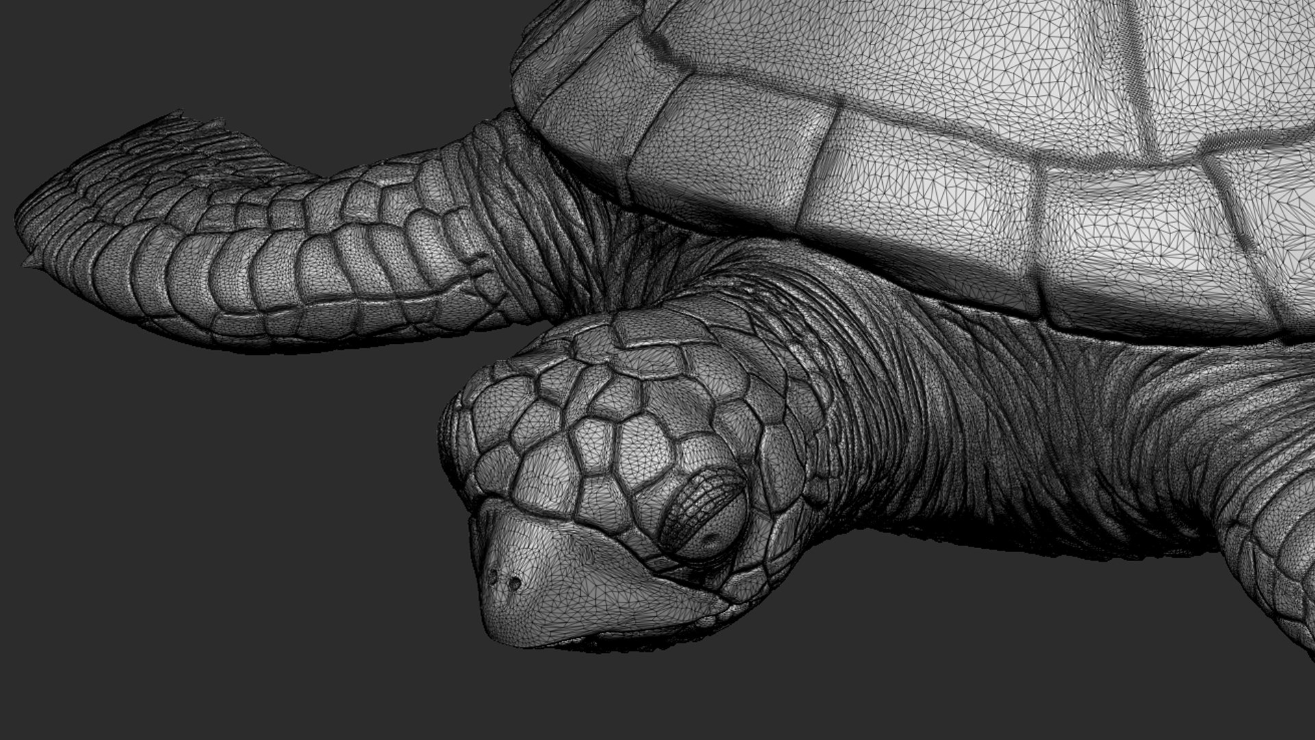 Turtle Print 3D Model - TurboSquid 1946713