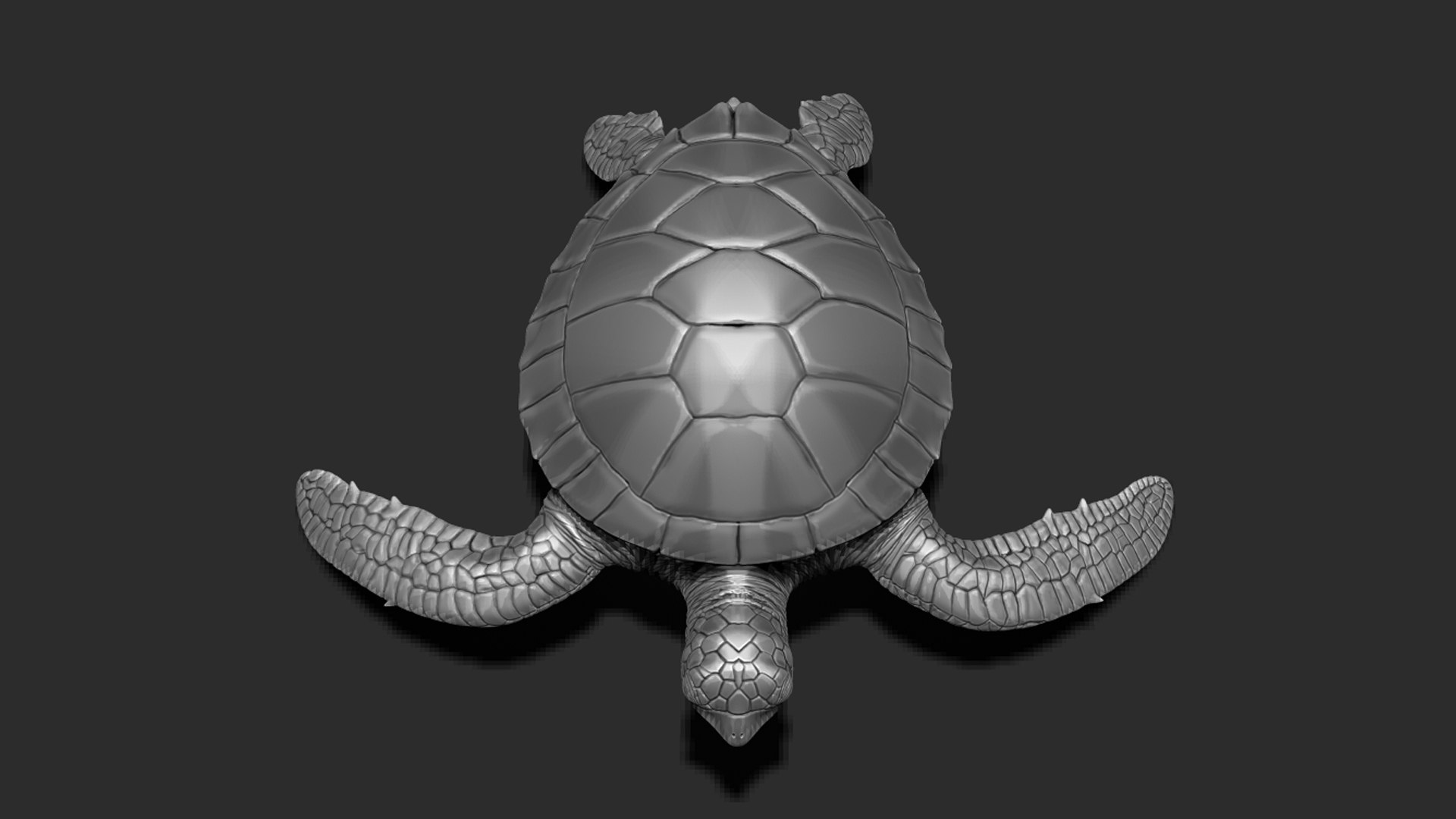Turtle Print 3D Model - TurboSquid 1946713