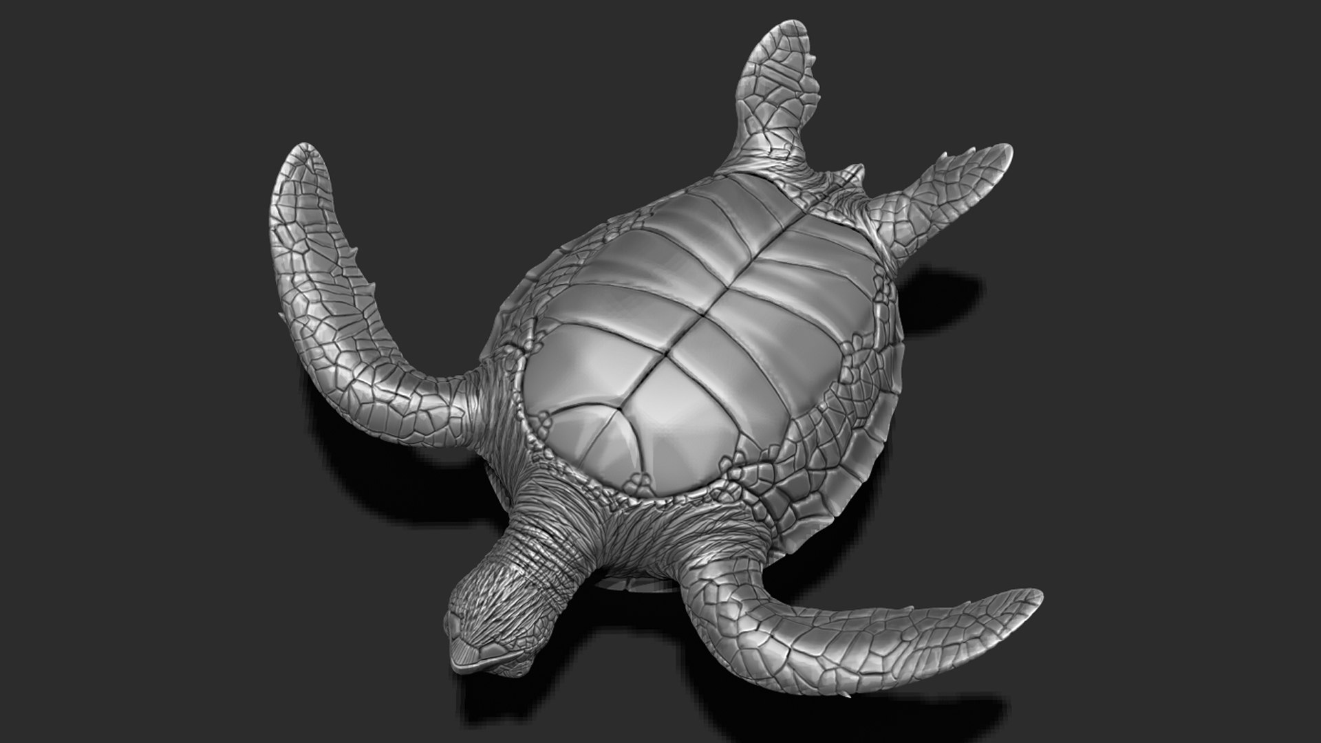 Turtle Print 3D Model - TurboSquid 1946713