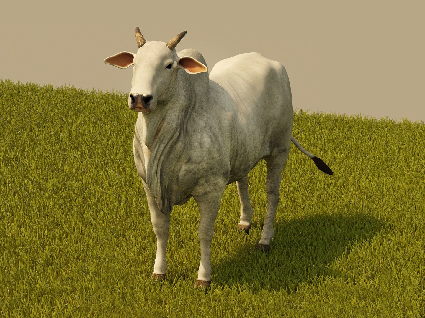 Cattle Animation 3D Model - TurboSquid 1496268