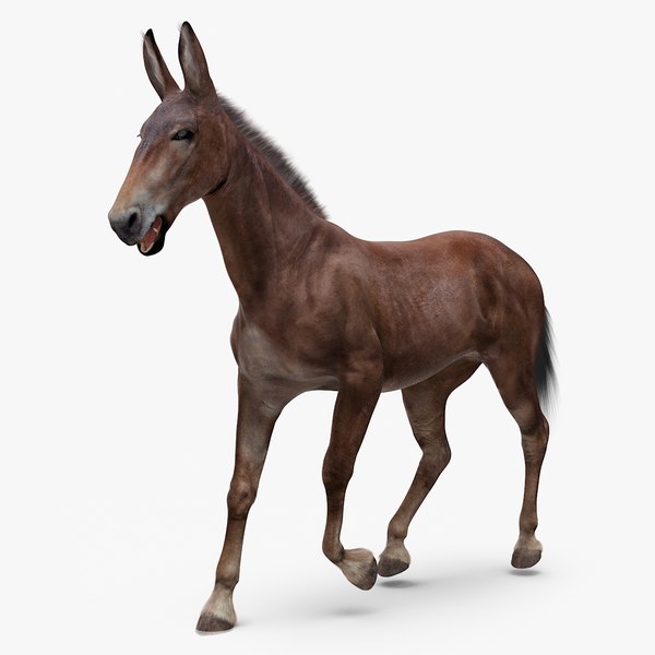 modelo 3d Piel de mula de bahía aparejada - TurboSquid 2300028