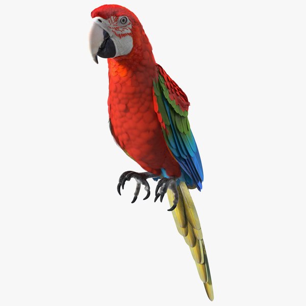 Macaw 3D Models for Download | TurboSquid