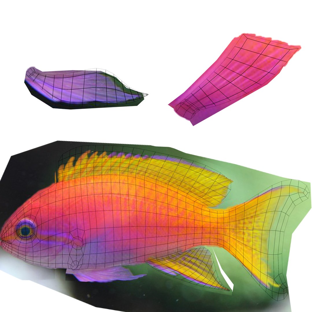 3d Neon Anthias Fish