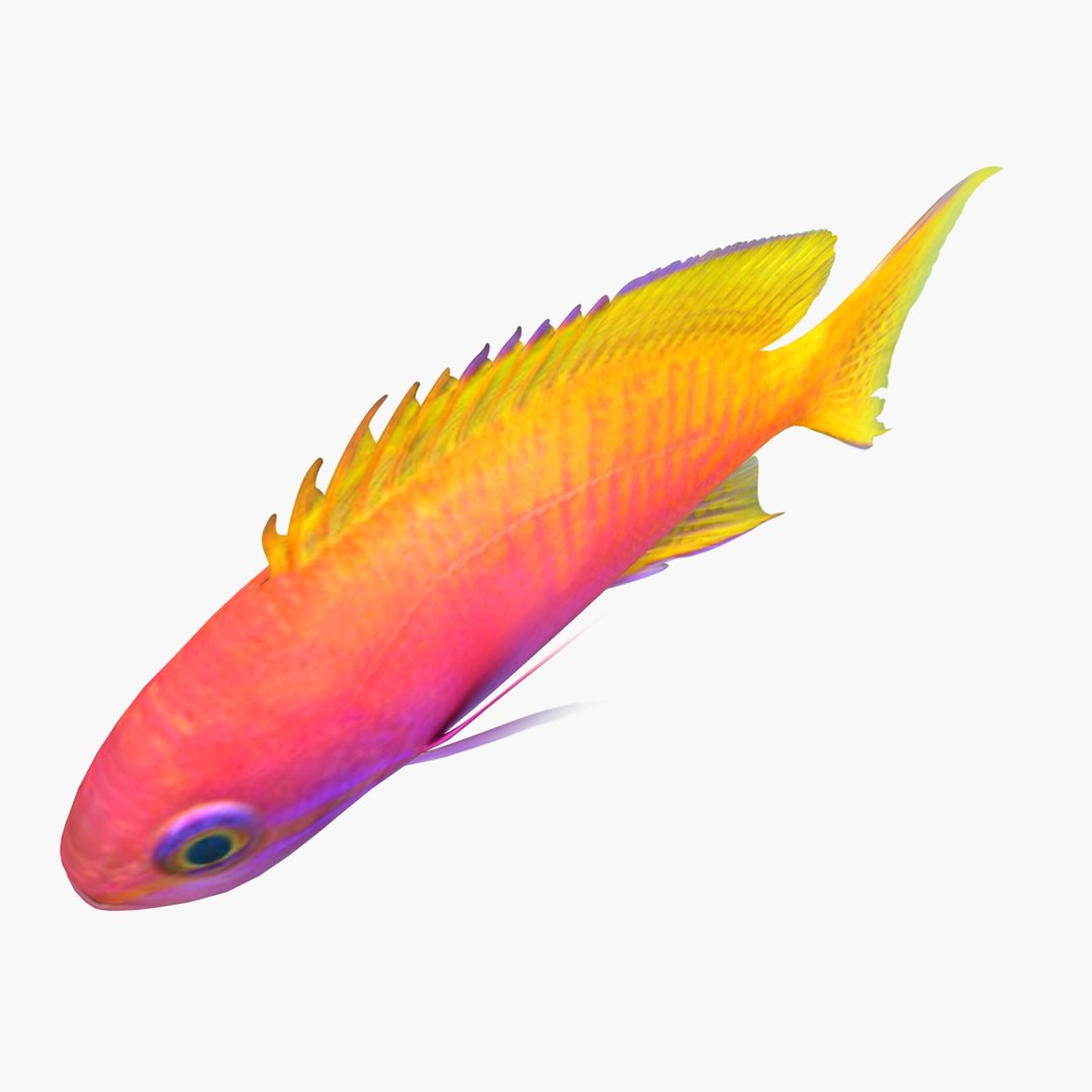 3d Neon Anthias Fish