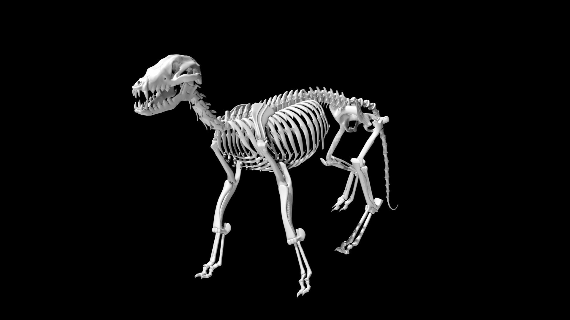 Rigged Fox skeleton model - TurboSquid 1885056